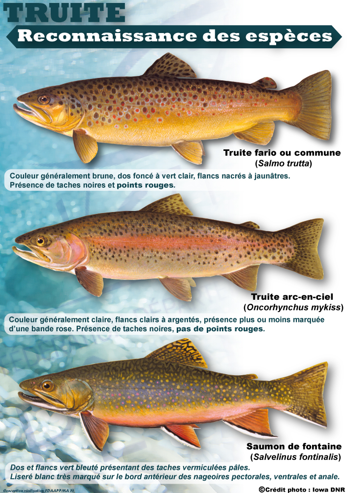 Ouverture de la pêche de la truite 2017 > Fédération de pêche de Saône ...