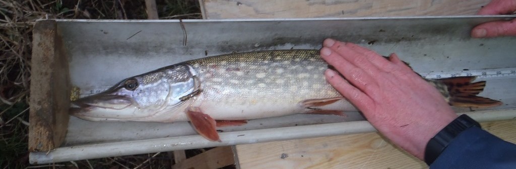 Brochet La Reproduction Commence Fédération De Pêche De Saône Et Loire
