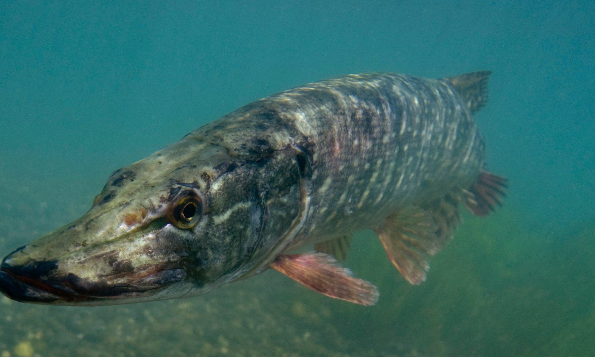 Ouvertures des poissons carnassiers 2019 - Fédération de pêche de Saône ...